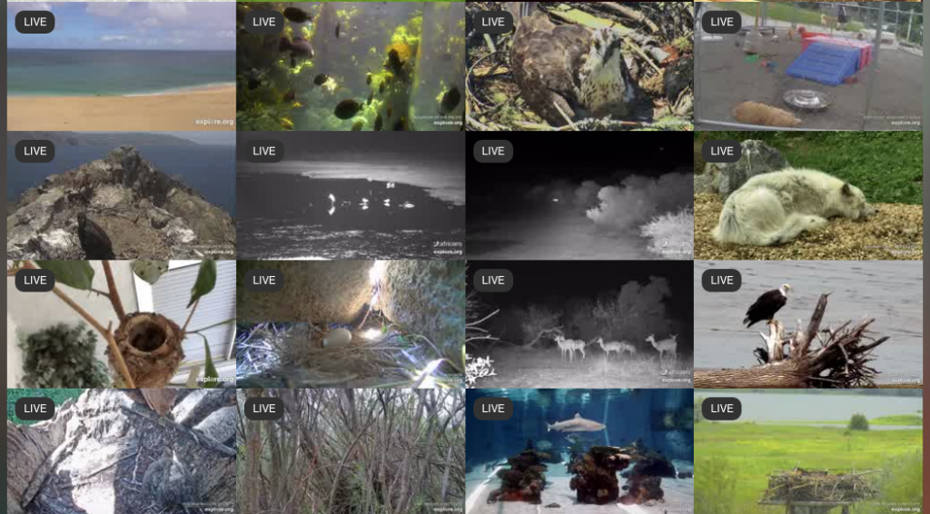 Elementary Summer Learning Resources - Danvers Public Schools